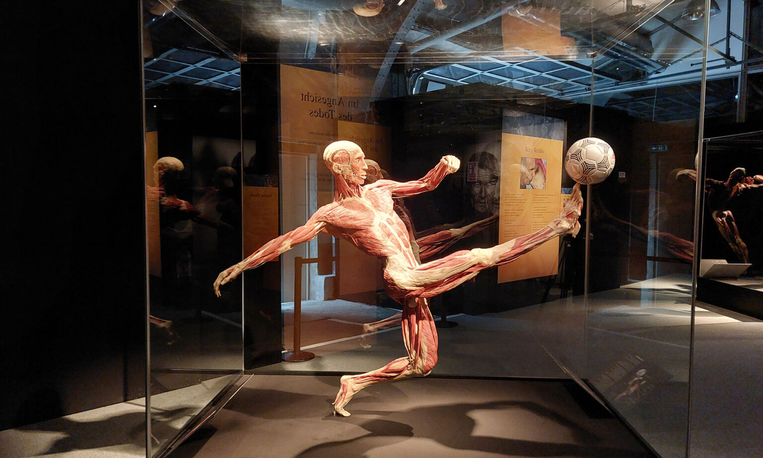 Ausstellung Körperwelten zeigt den "Zyklus des Lebens"